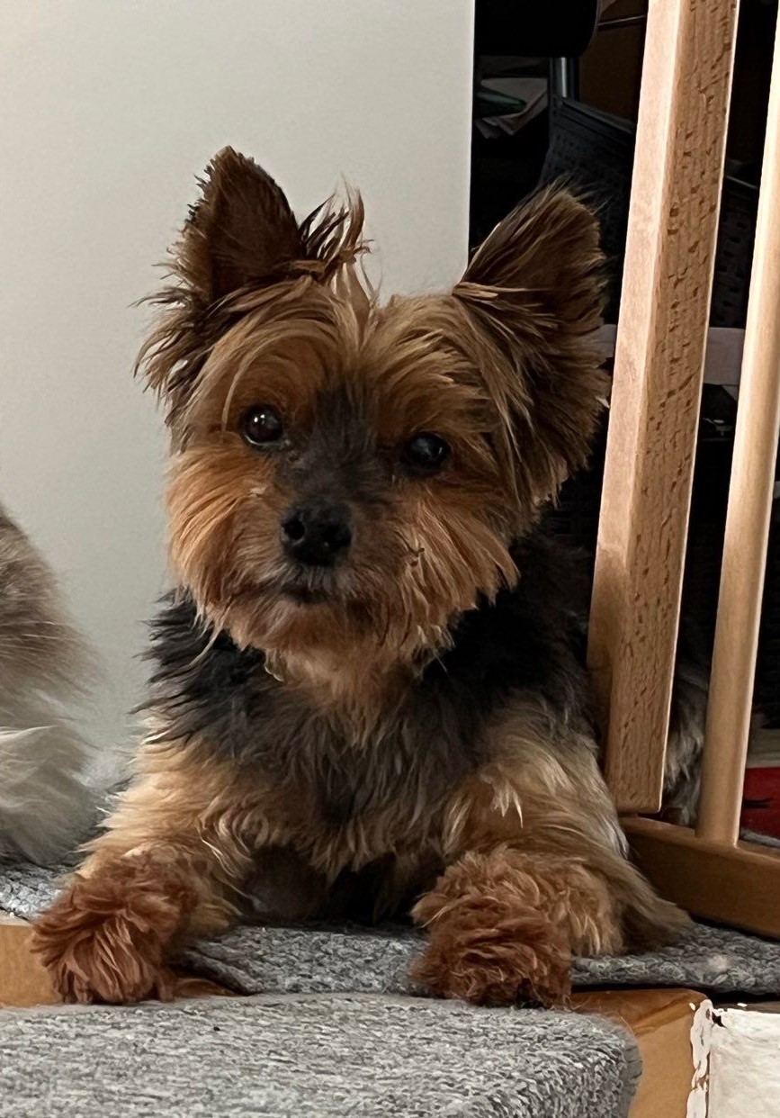 Erfolgsstory von Tobi - GO FOR DOGS Ernährungsberatung für Hunde